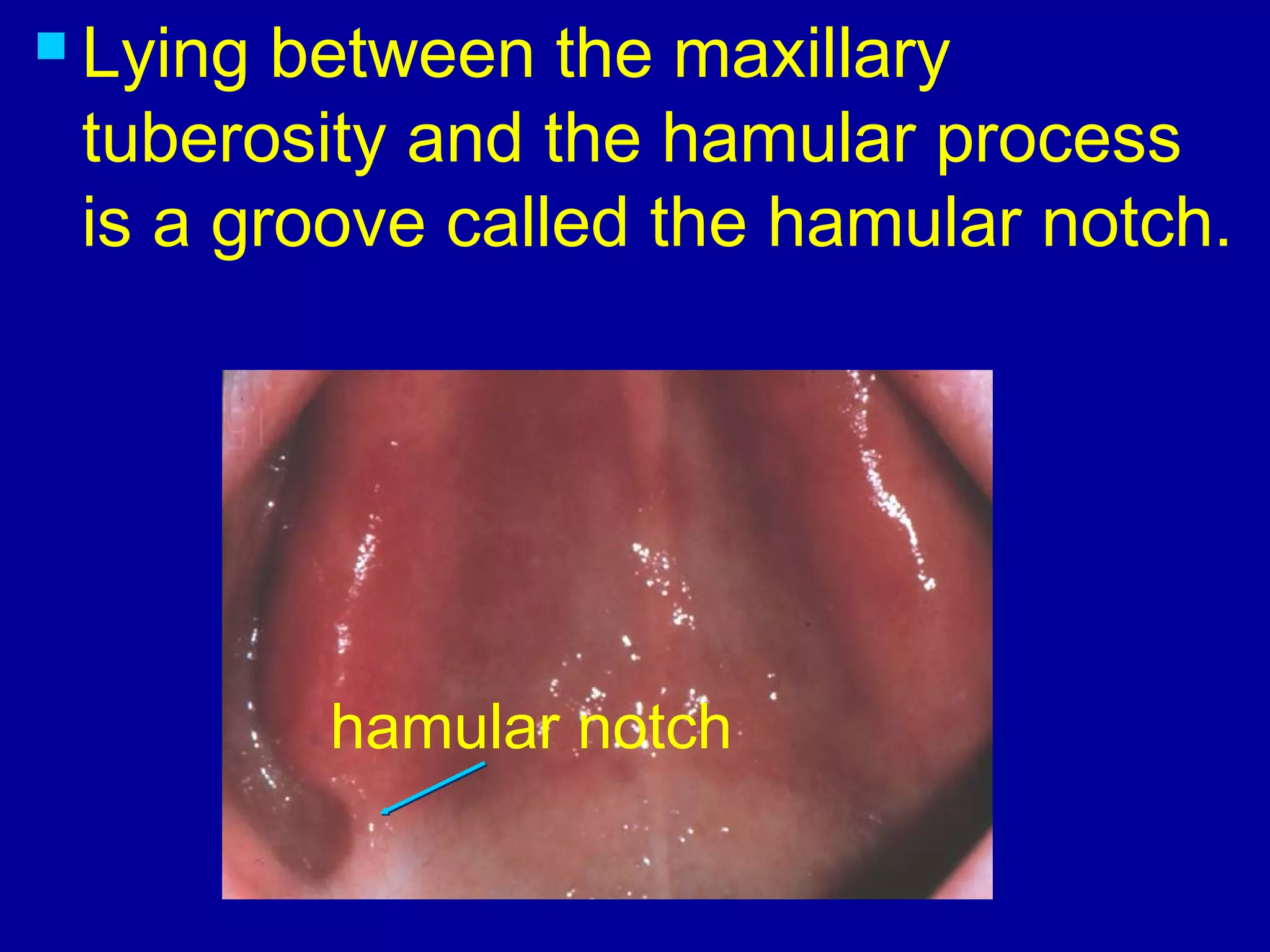 oral anatomy | PPT