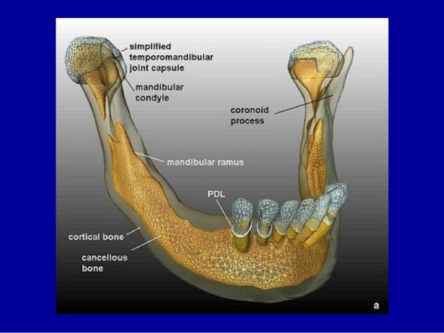 oral anatomy