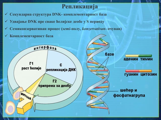 2. Replikacija | PPTX