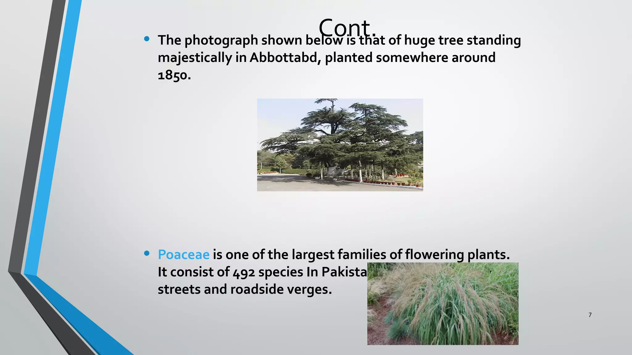 Urban flora of pakistan | PPT