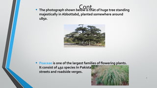 Urban flora of pakistan | PPT