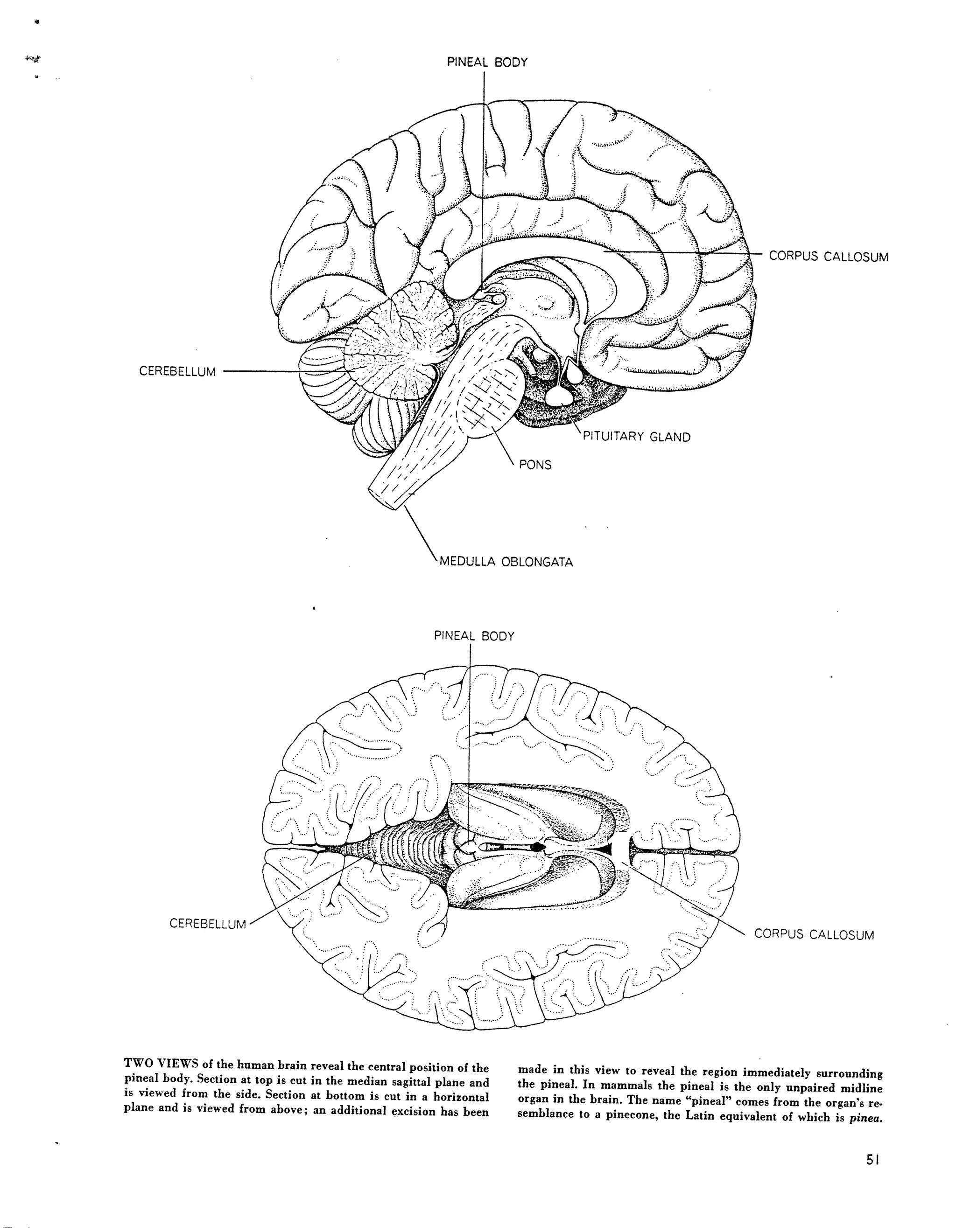 The pineal gland | PDF