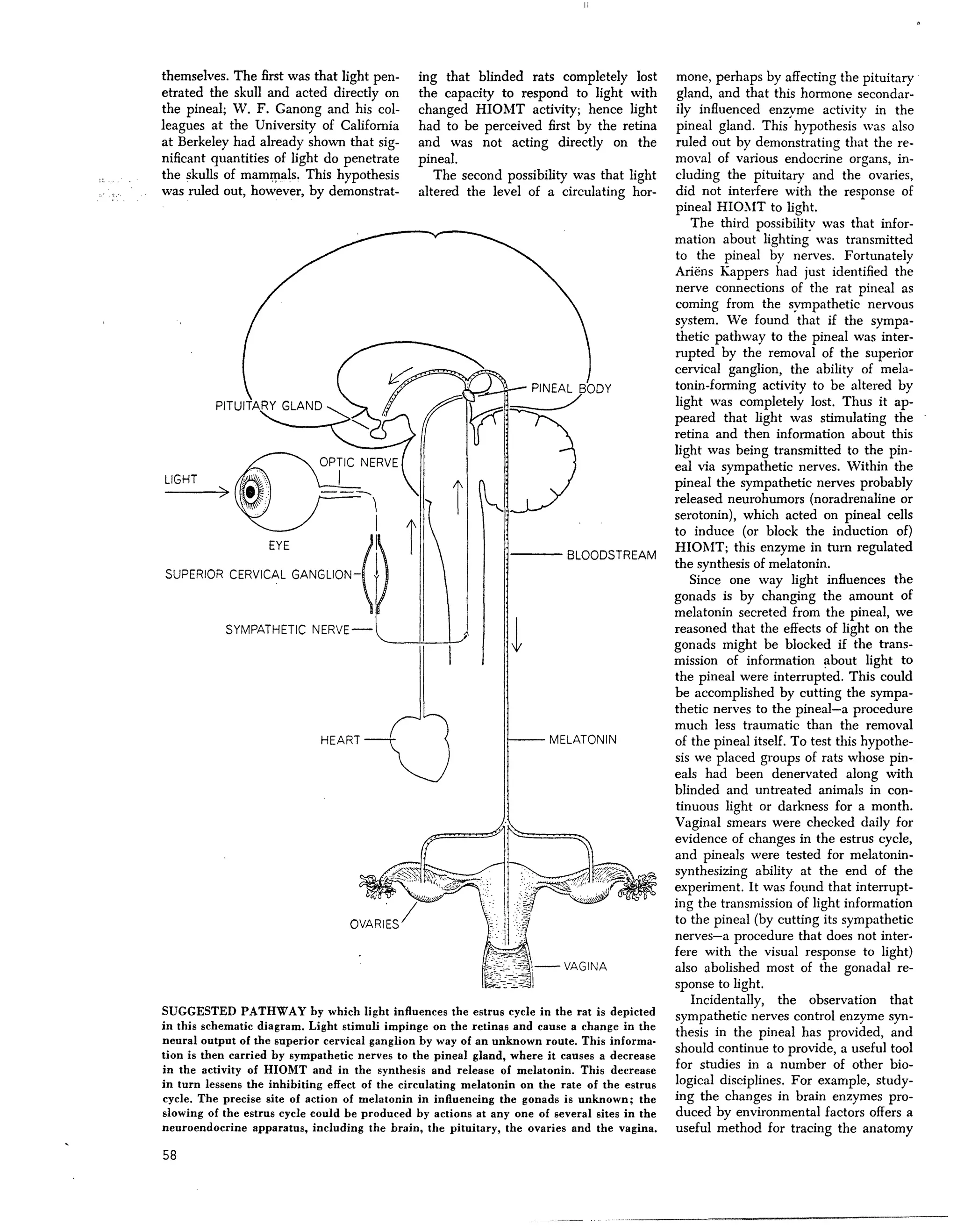 The pineal gland | PDF