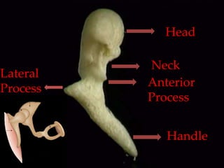 Anatomy of middle ear | PPTX