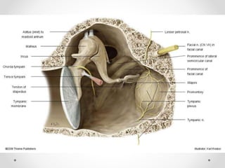 Anatomy of middle ear | PPTX