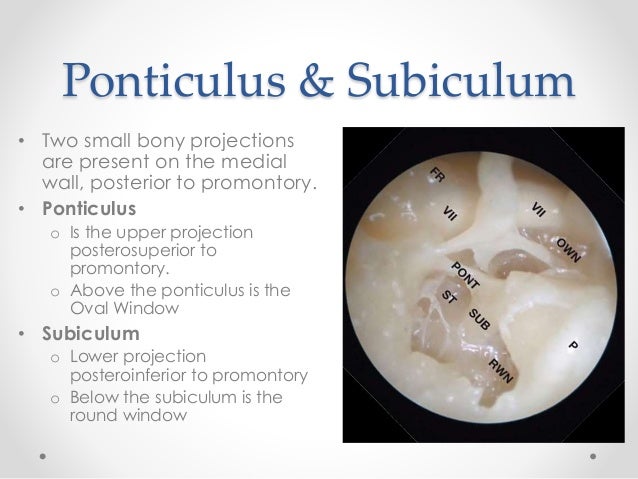 Anatomy of middle ear
