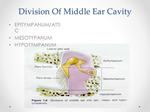 Anatomy of middle ear
