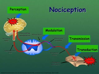 dr. Tinni - Anelgesic NSAID in WFSA Ladder | PPT