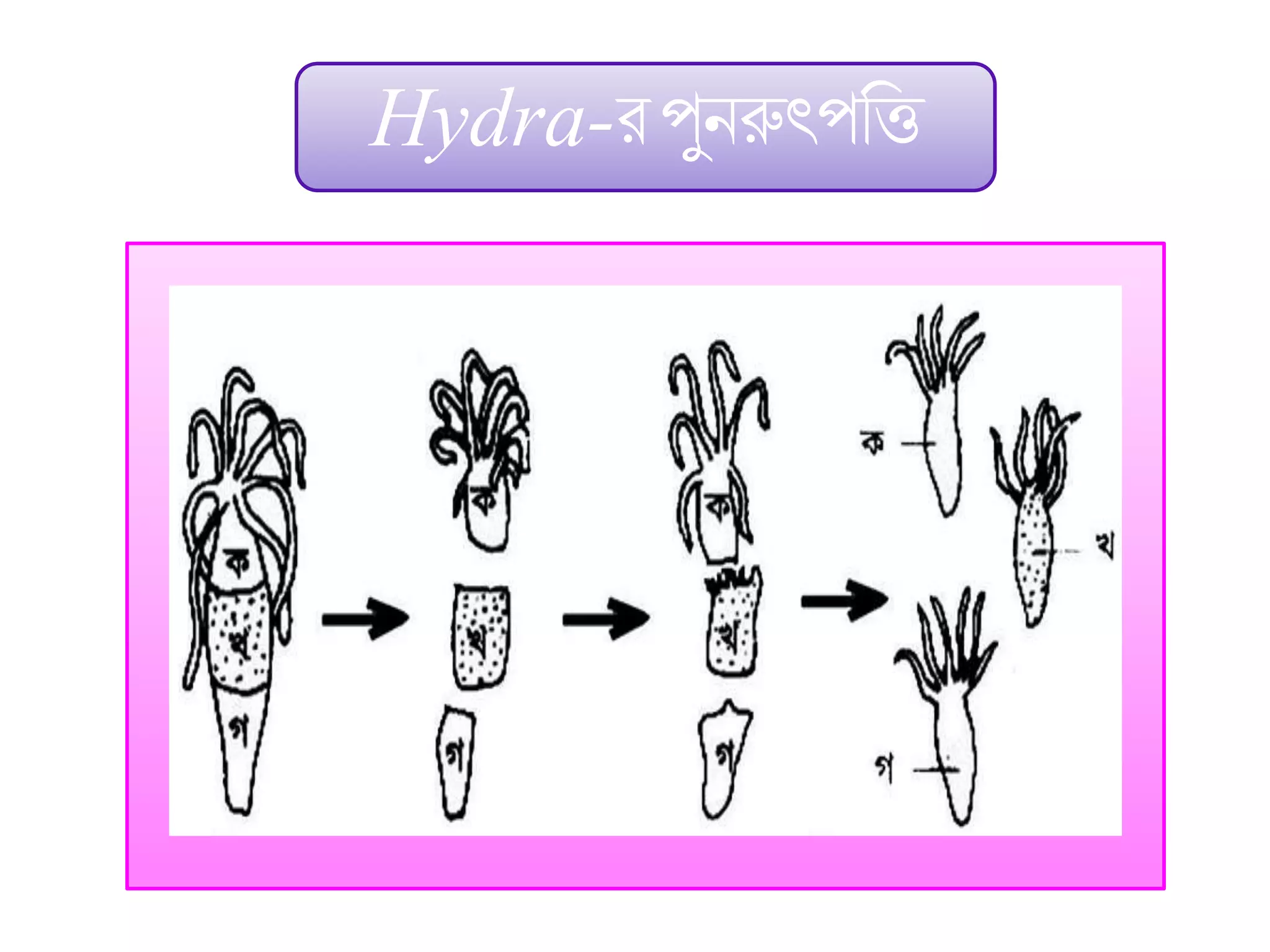Biology Hydra Part 5 | PPT
