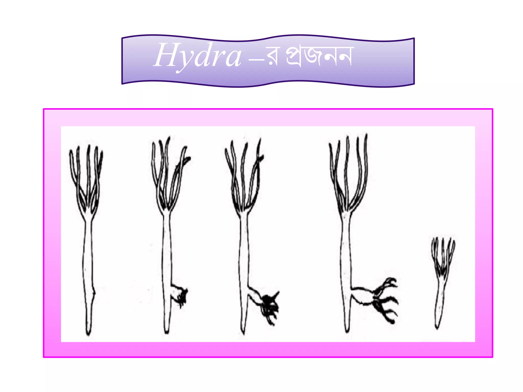 Biology Hydra Part 5 | PPT