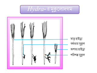 Biology Hydra Part 5 | PPT