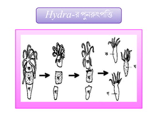 Biology Hydra Part 5 | PPT