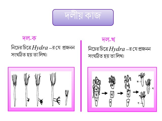 Biology Hydra Part 5 | PPT