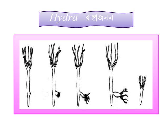 Biology Hydra Part 5 | PPT