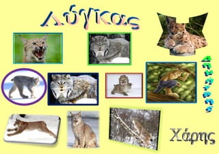 δ1 κολαζ ζωα ολα | PPT