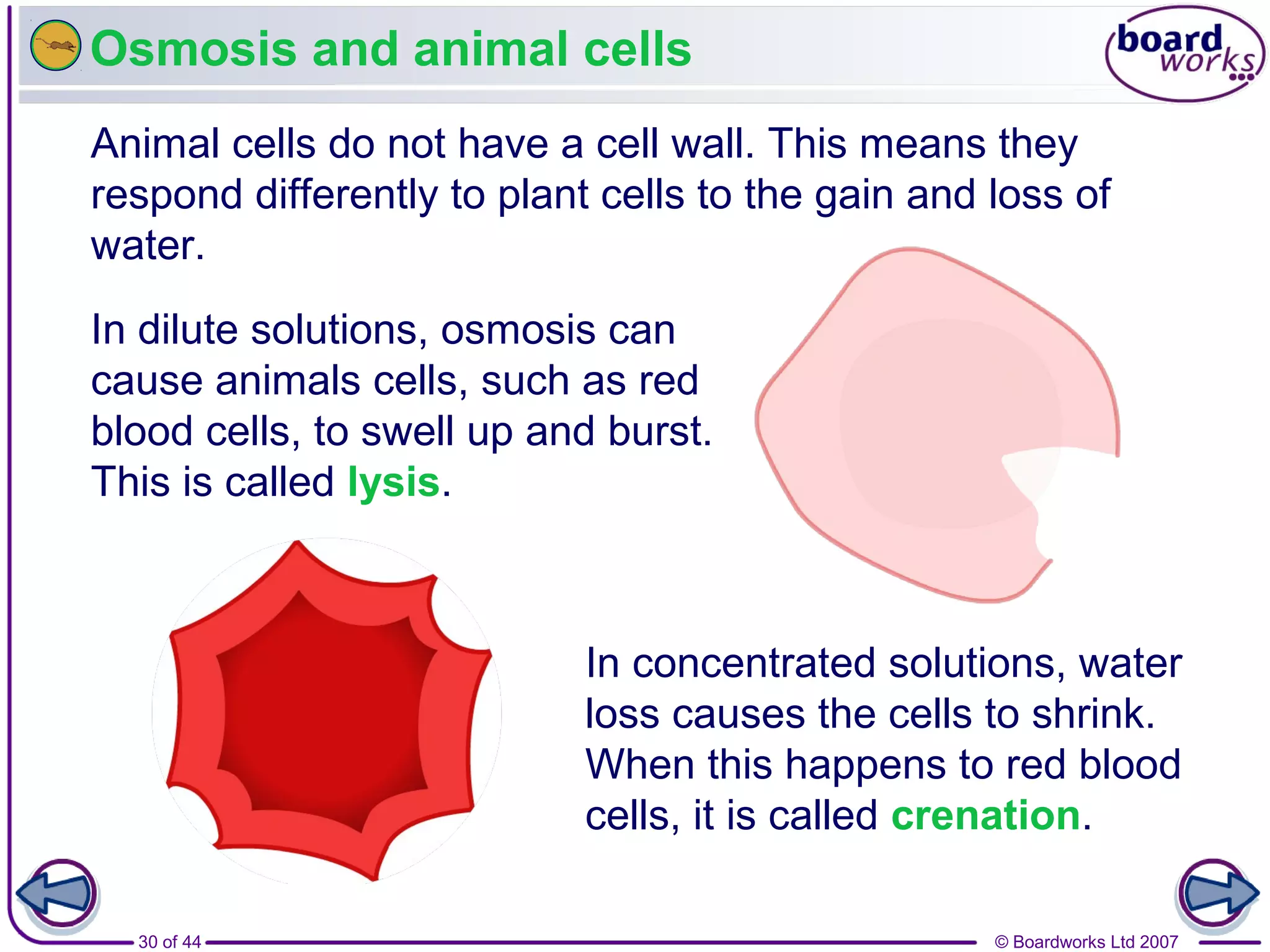 Movement in and out of cells | PPT