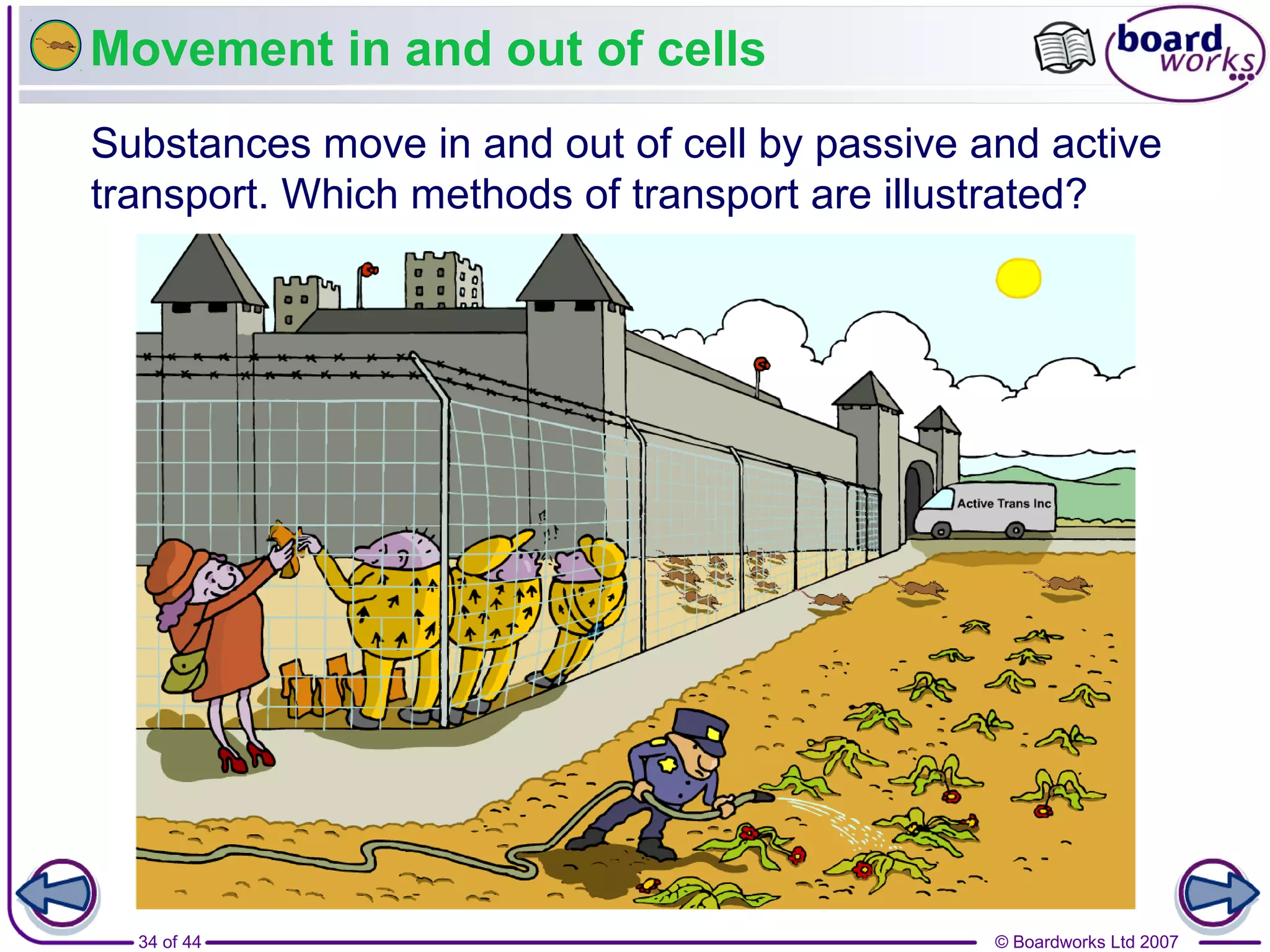 Movement in and out of cells | PPT | Lung and Respiratory Health ...