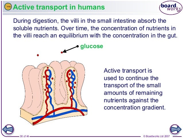 Movement in and out of cells