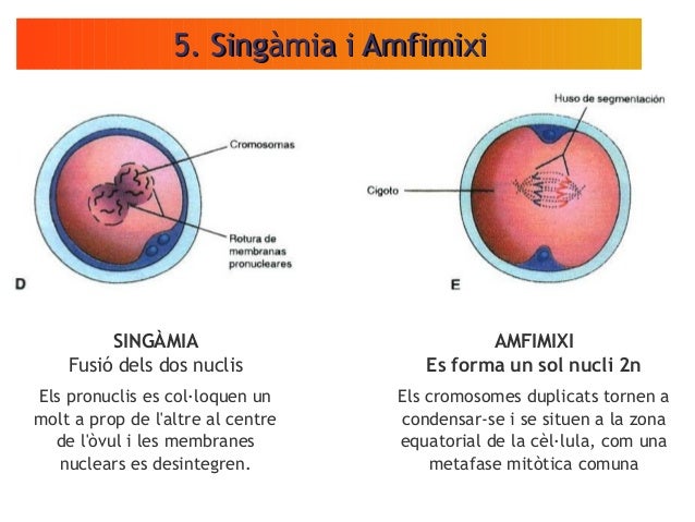 2.3 La fecundació (D'una cèl·lula a moltes)