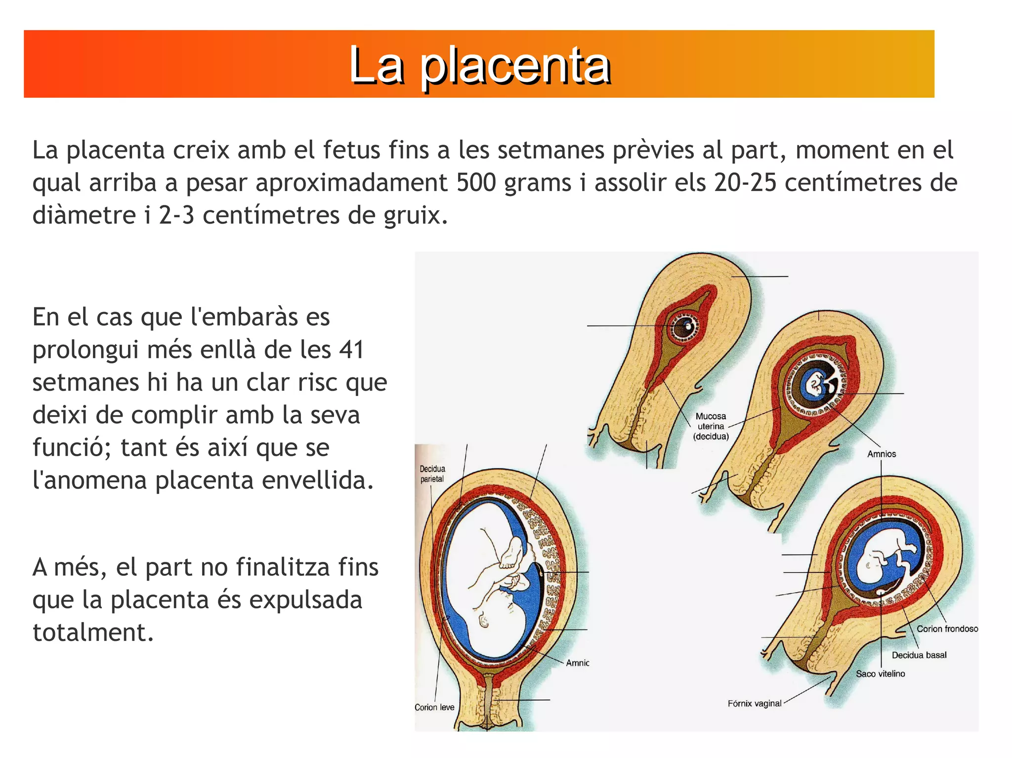 La placenta i altres estructures annexes | PPT