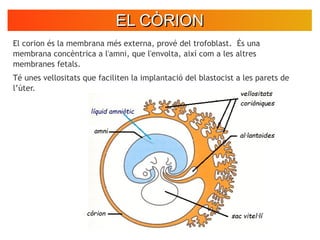 La placenta i altres estructures annexes | PPT