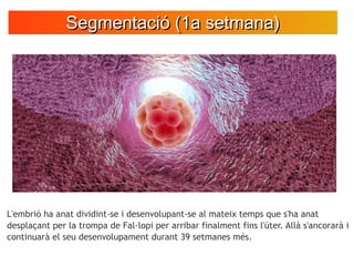 LA GESTACIÓ: Primeres setmanes de l'embrió | PPT