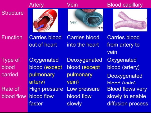 2.1 blood circulation | PPT
