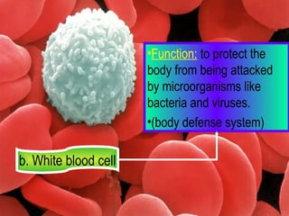 2.2 human blood | PPT