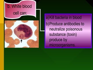 2.2 human blood | PPT