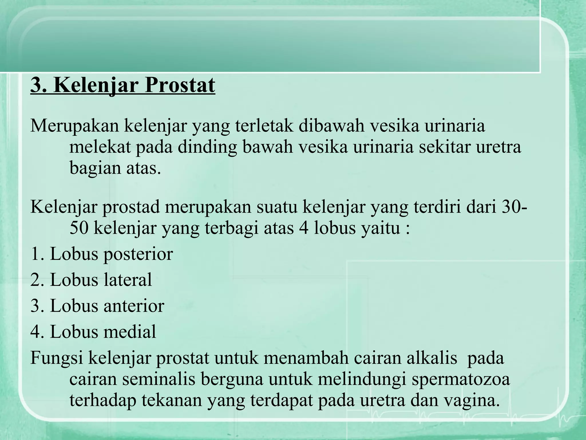 2. anatomi reproduksi - | PPT