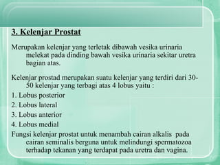 2. anatomi reproduksi - | PPT