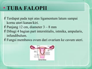 2. anatomi reproduksi - | PPT