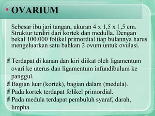 2. anatomi reproduksi - | PPT