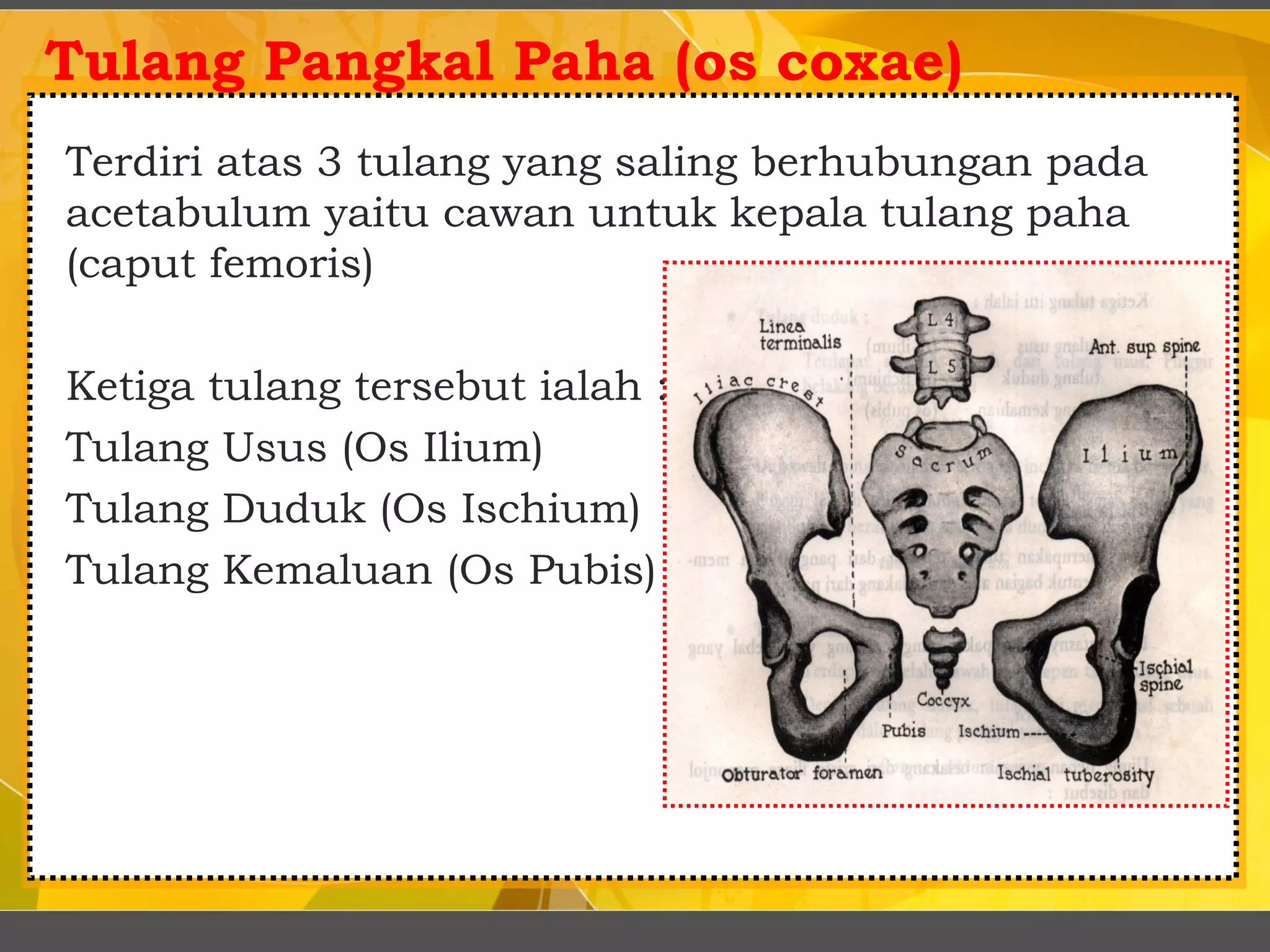 2. panggul dan siklus hormonal - | PPT