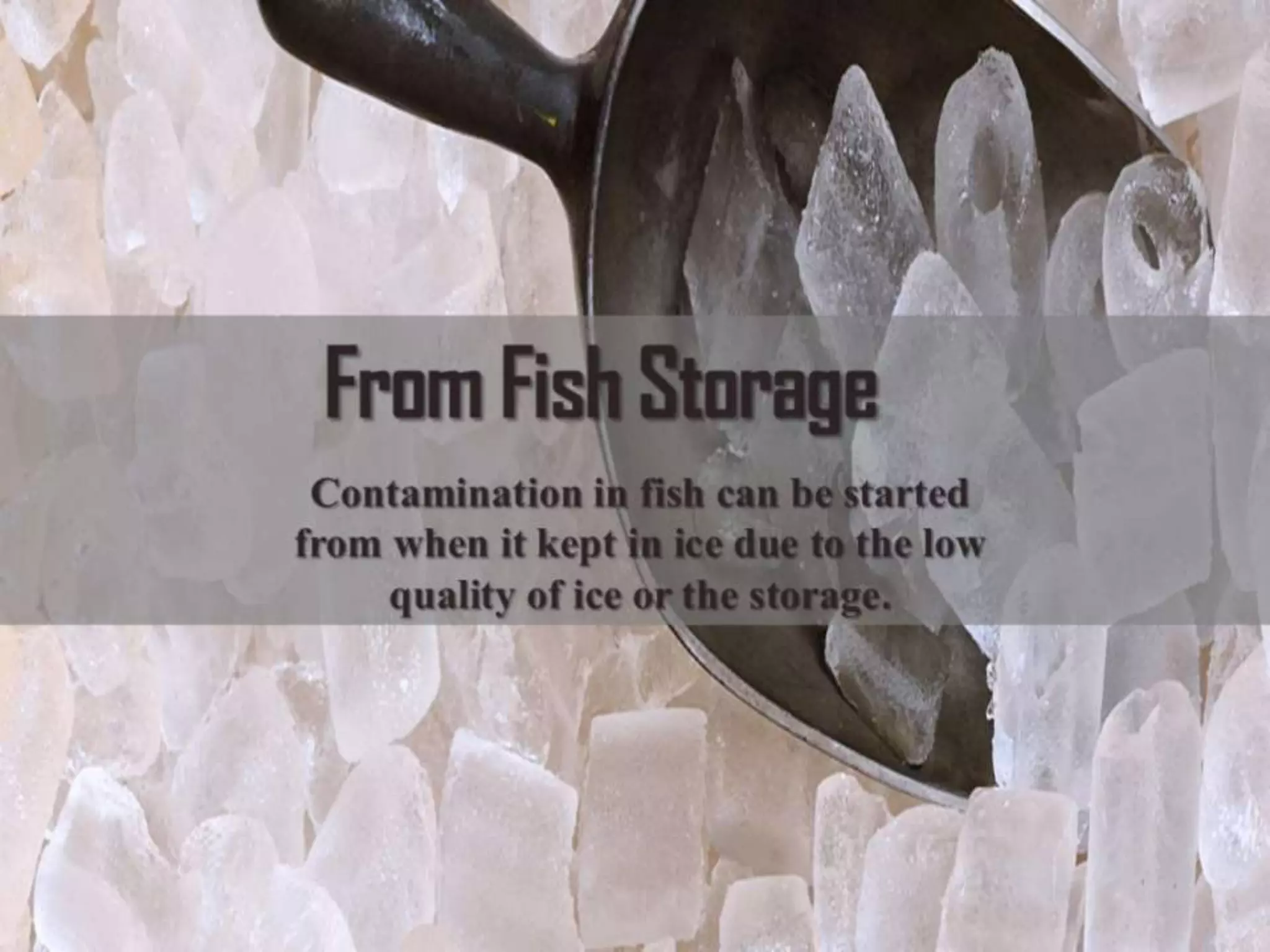 Contamination, spoilage and preservation of fish | PPTX