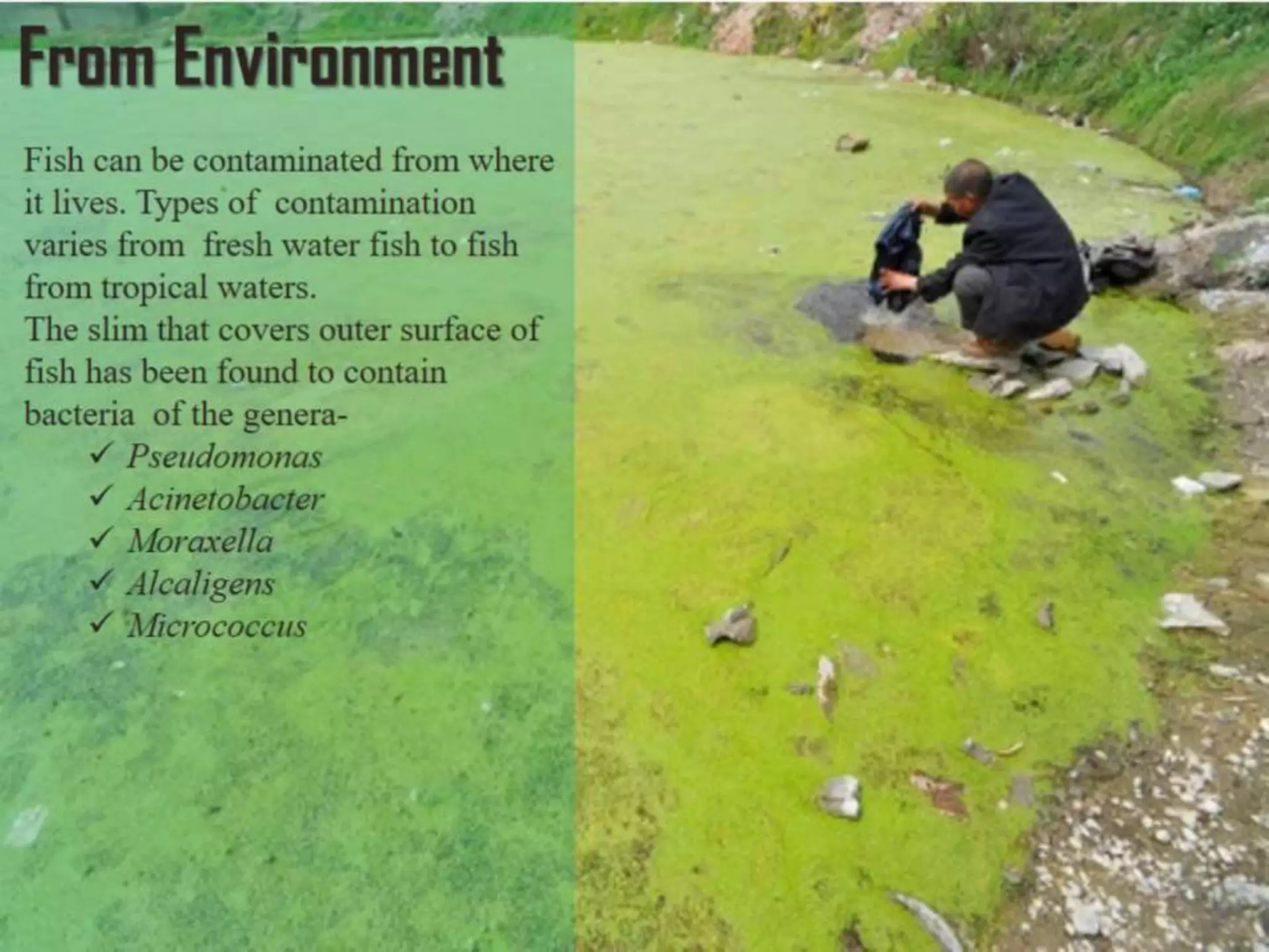 Contamination, spoilage and preservation of fish | PPTX