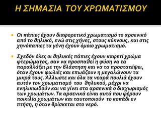 Η πάπια | PPTX