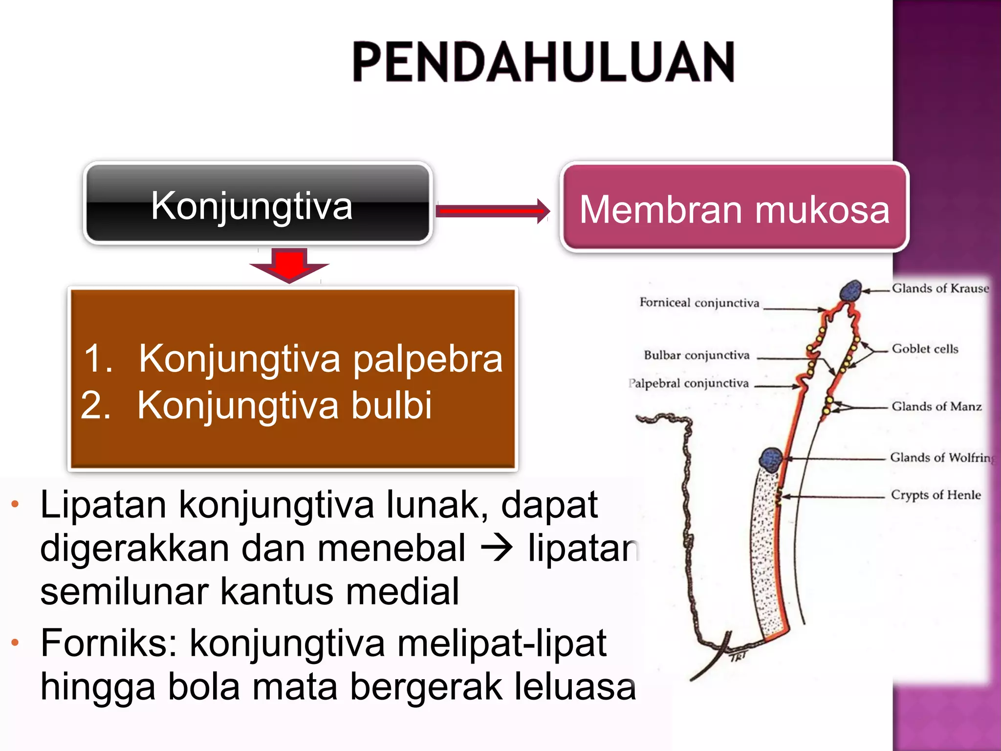2. konjungtiva | PPT