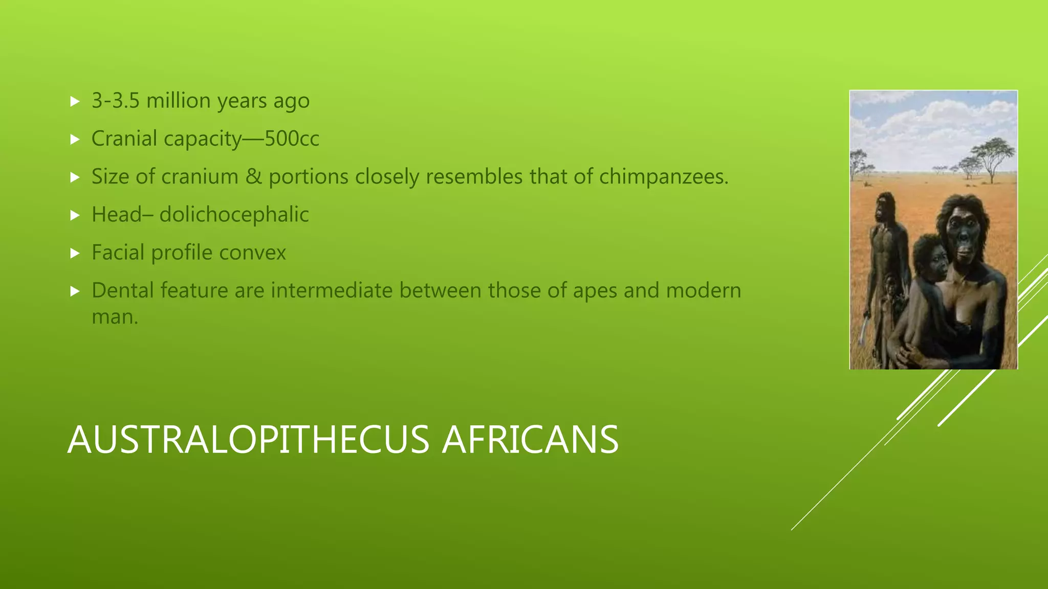 Evolution & Development of Face | PPTX