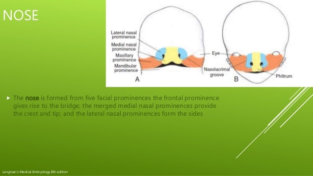 Evolution & Development of Face