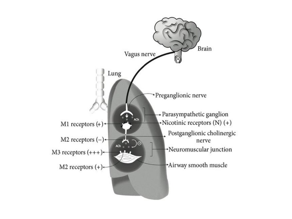 Tiotropium in Asthma