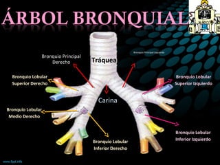 segmentacion pulmonar | PPT