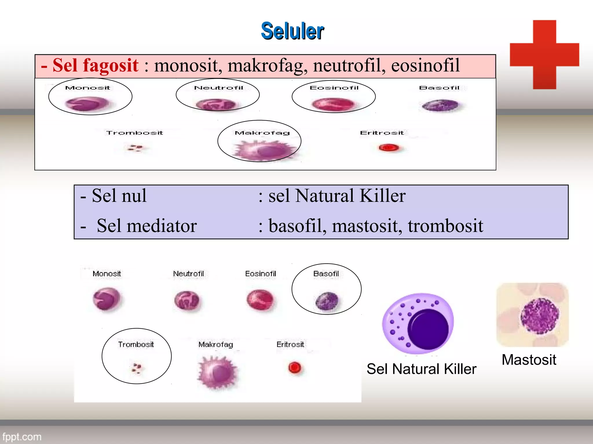 2. sistem imunologi | PPT