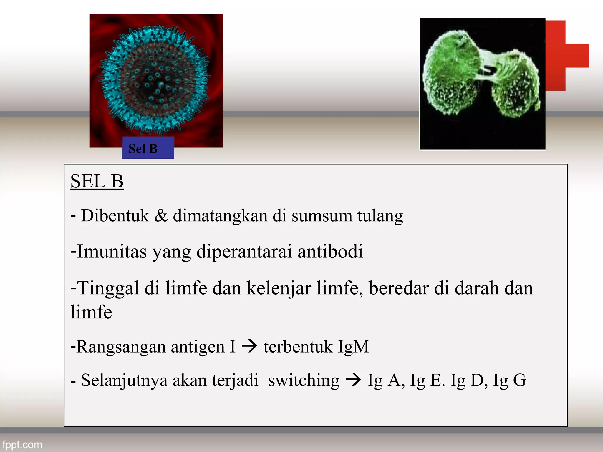 2. sistem imunologi | PPT
