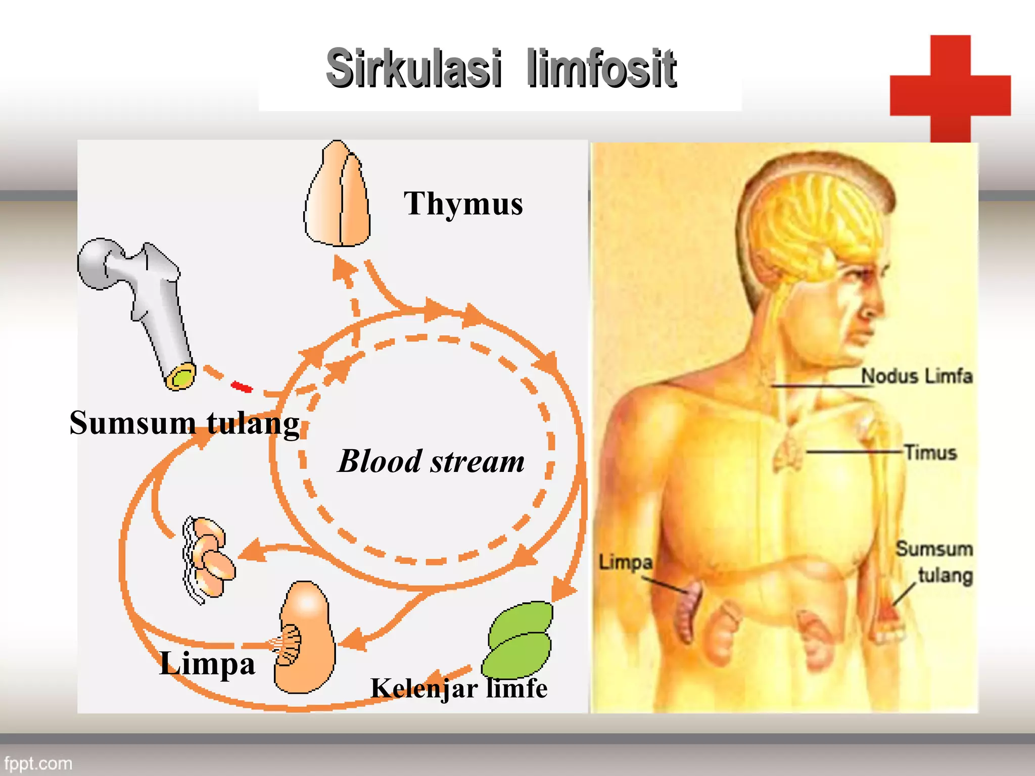 2. sistem imunologi | PPT