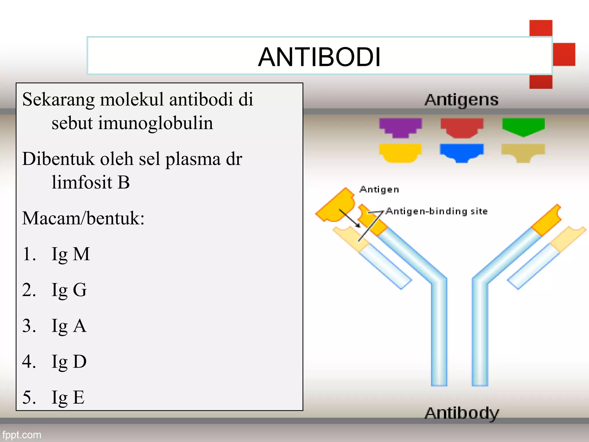 2. sistem imunologi | PPT
