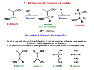 2. ciclo tca reazioni chimiche, regolazione e funzioni | PPT