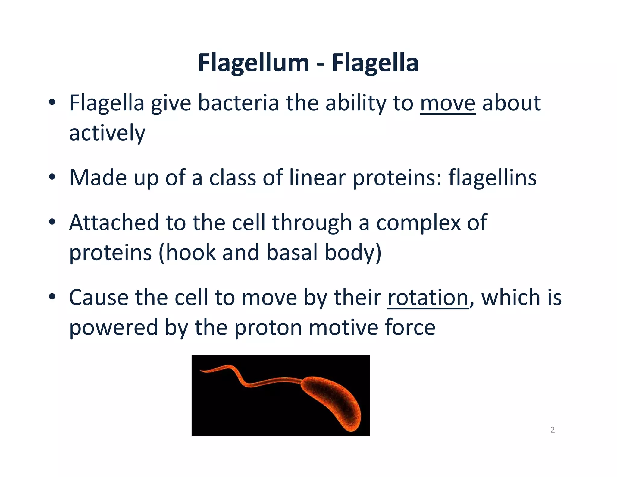 2. pracical. motility, gram staining | PDF