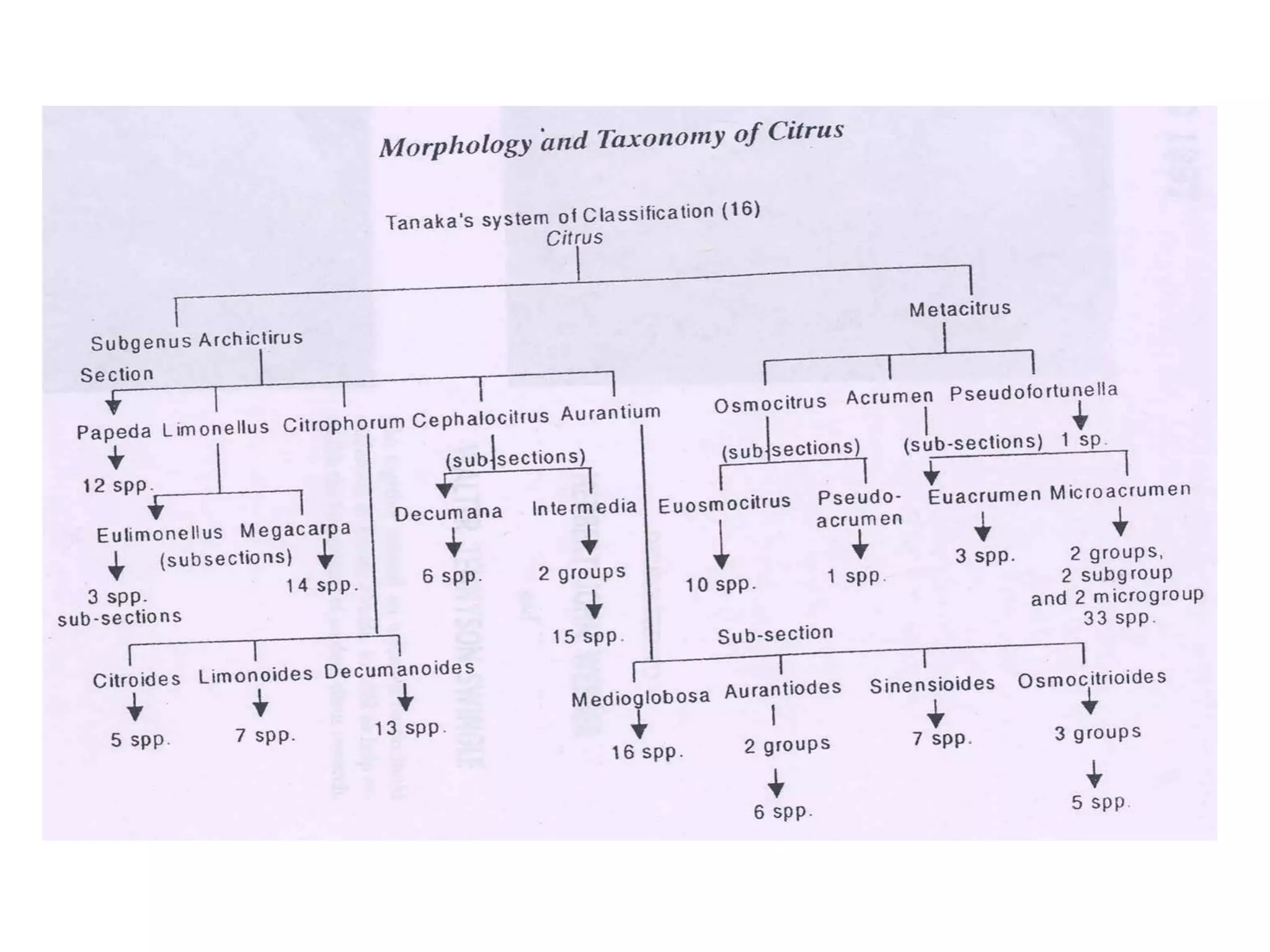 citrus classification | PPT | Gardening | Home & Garden