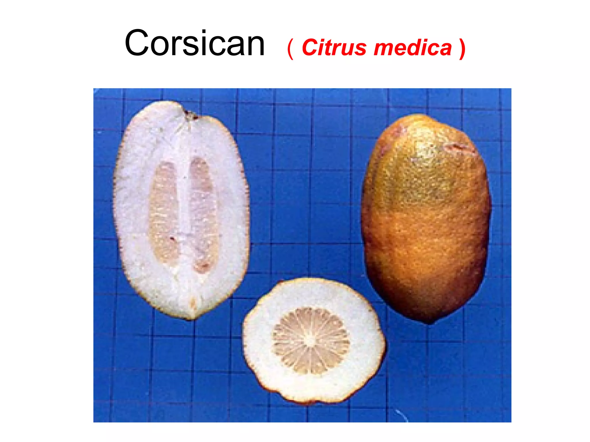 citrus classification | PPT | Gardening | Home & Garden